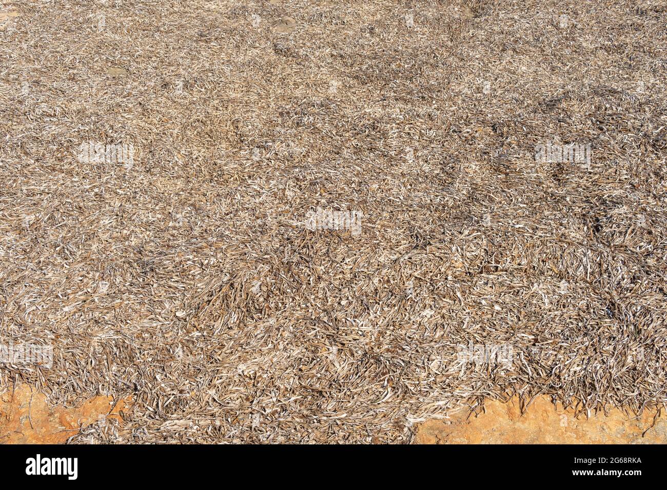 Algae plantae hi-res stock photography and images - Alamy
