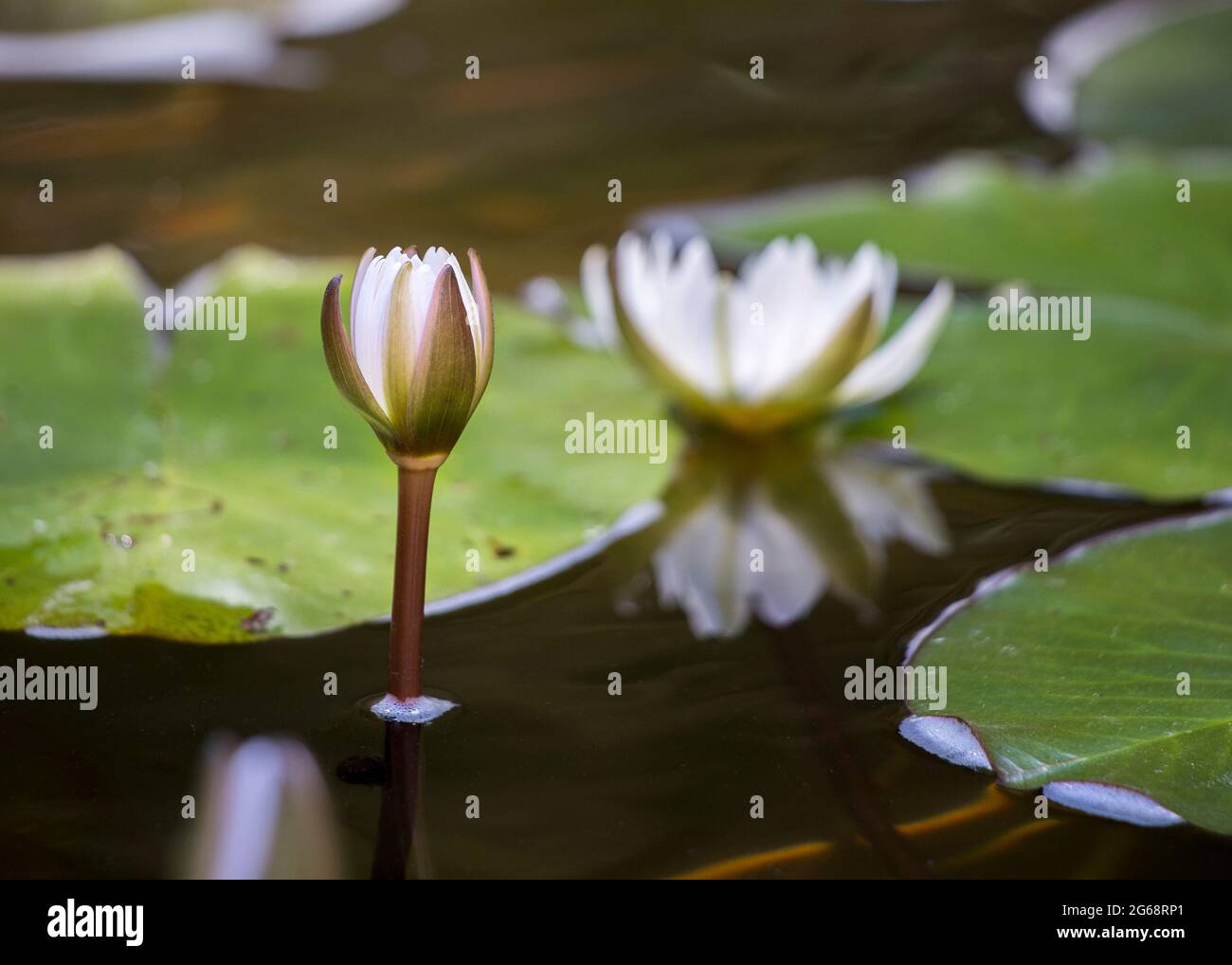 Water lilies (Nymphaeaceae) white flowers with flat leaves in a pond ...