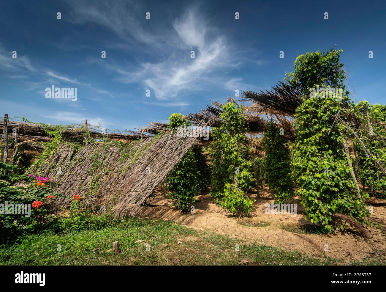 organic pepper farm peppercorn trees cultivation view in kampot ...