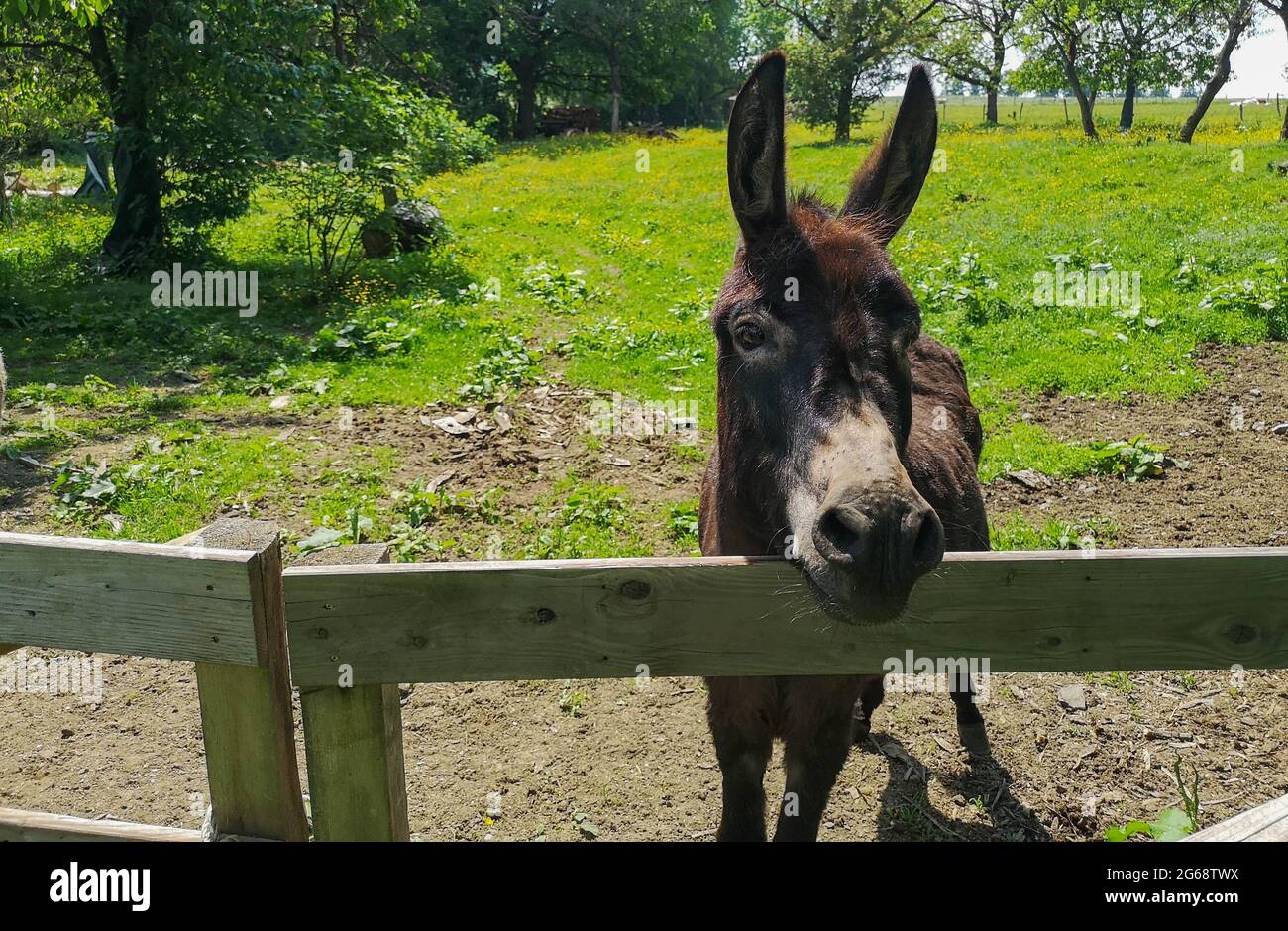Donkeys having fun hi-res stock photography and images - Alamy