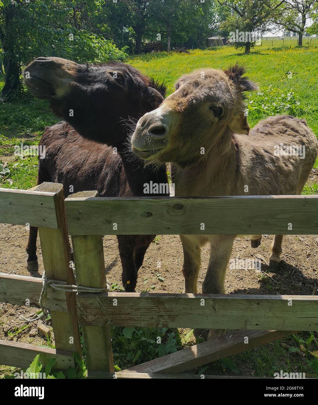 Cute donkeys friends in hi-res stock photography and images - Alamy
