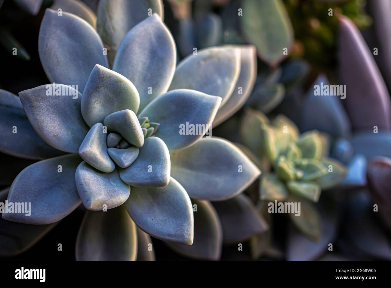 a grey Succulent in a group of succulents Stock Photo - Alamy