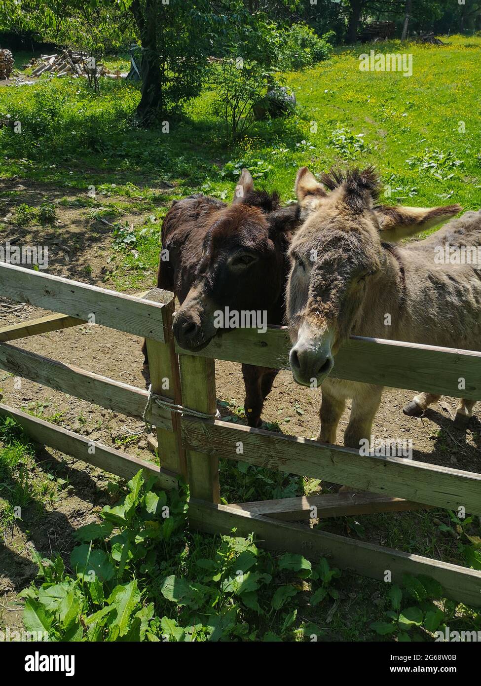 Donkey, donkeys having fun and grazing in nature Stock Photo - Alamy