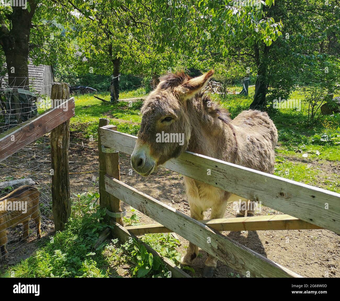 Donkeys having fun hi-res stock photography and images - Alamy