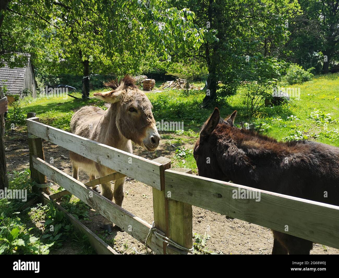 Donkeys having fun hi-res stock photography and images - Alamy
