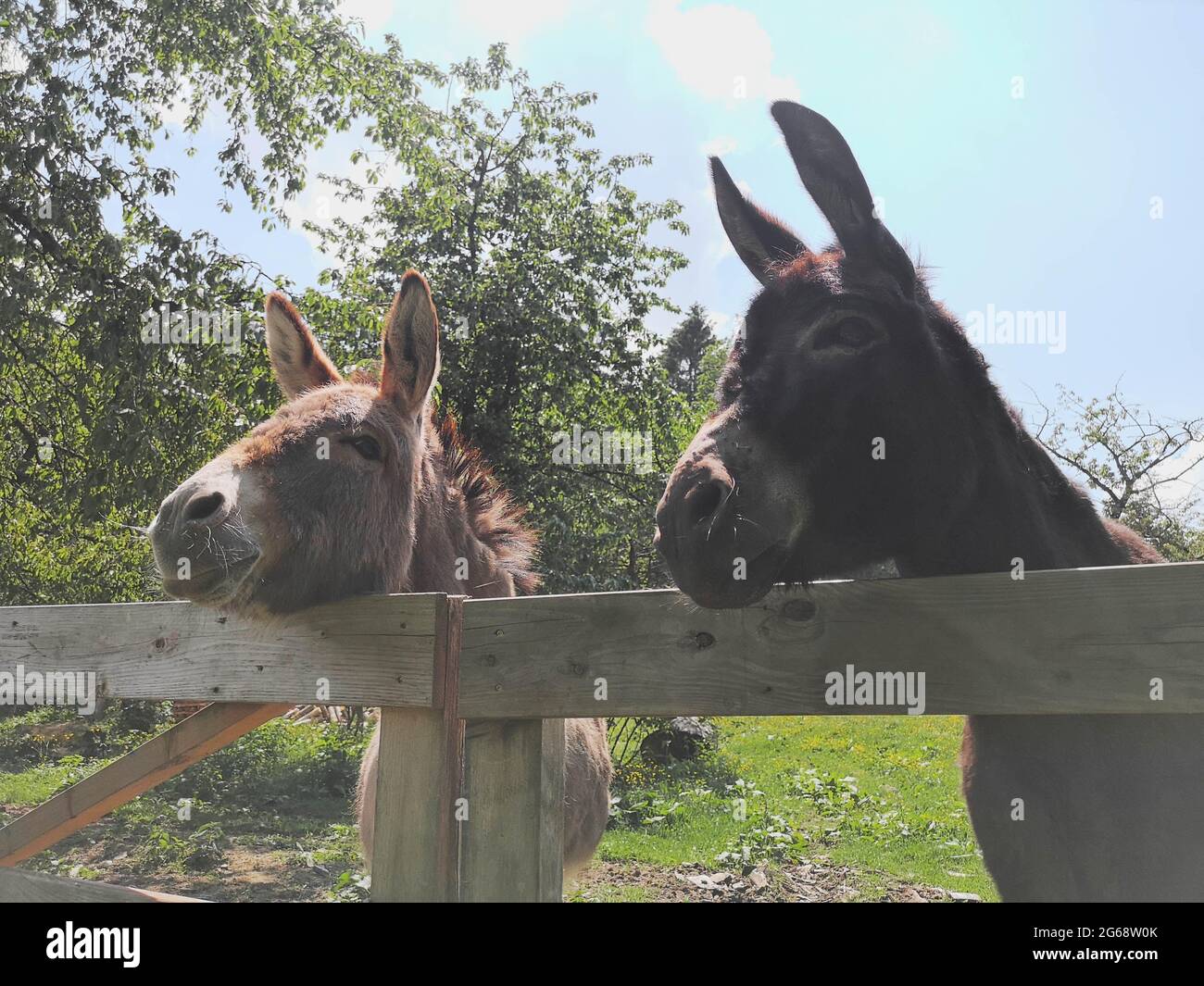 Donkey, donkeys having fun and grazing in nature Stock Photo - Alamy