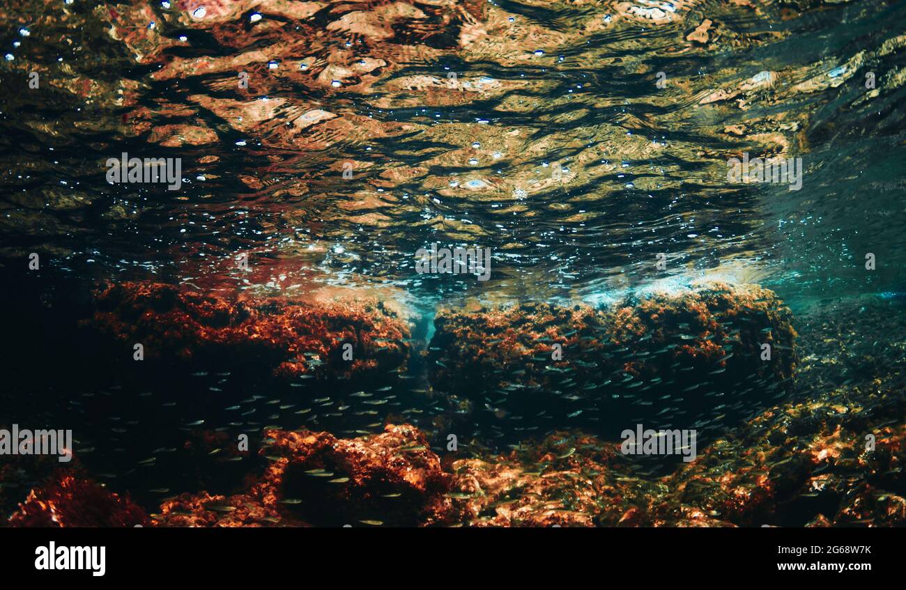 Mediterranean reef fish hi-res stock photography and images - Alamy