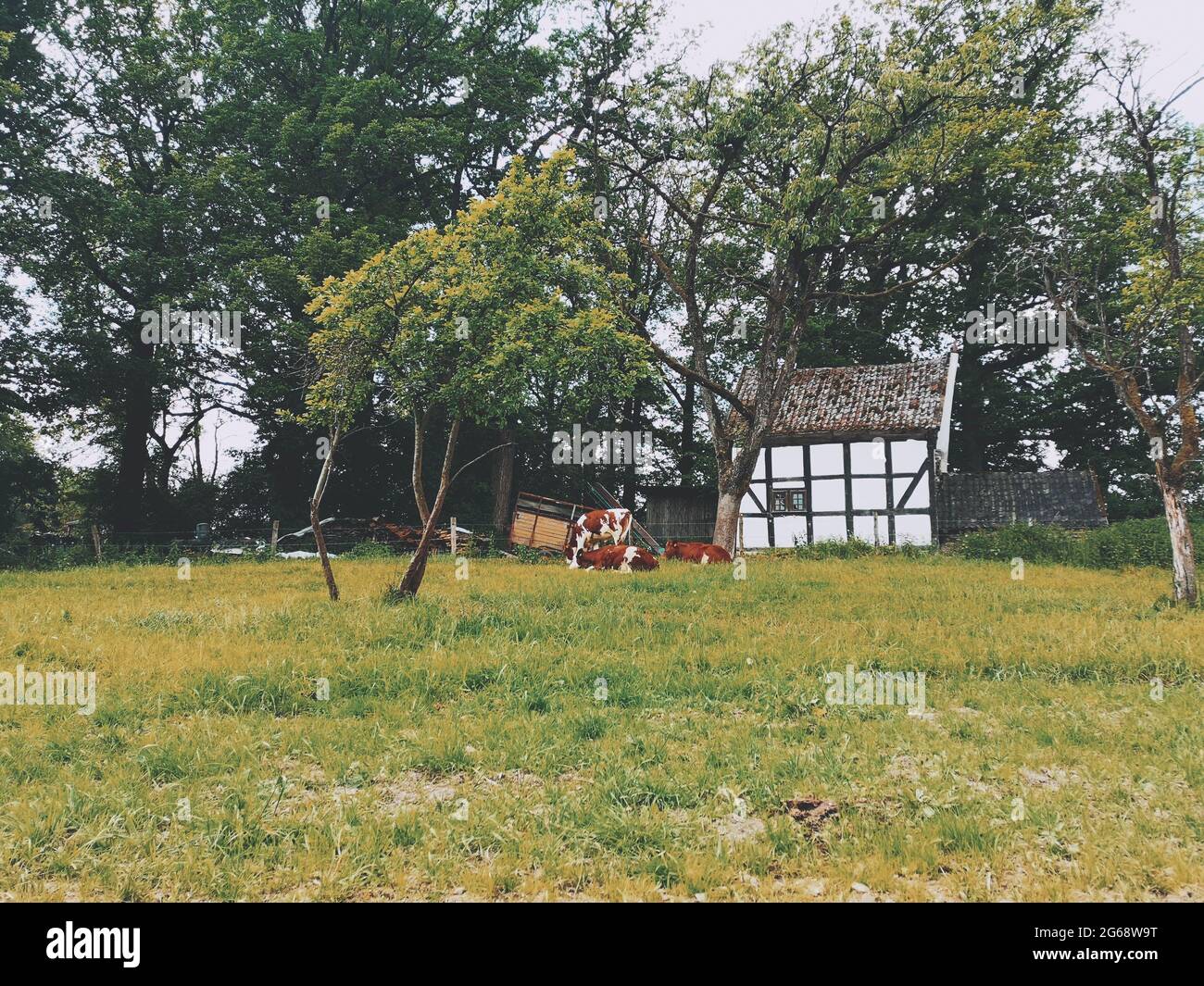 Cow family on countryside in Germany Stock Photo - Alamy