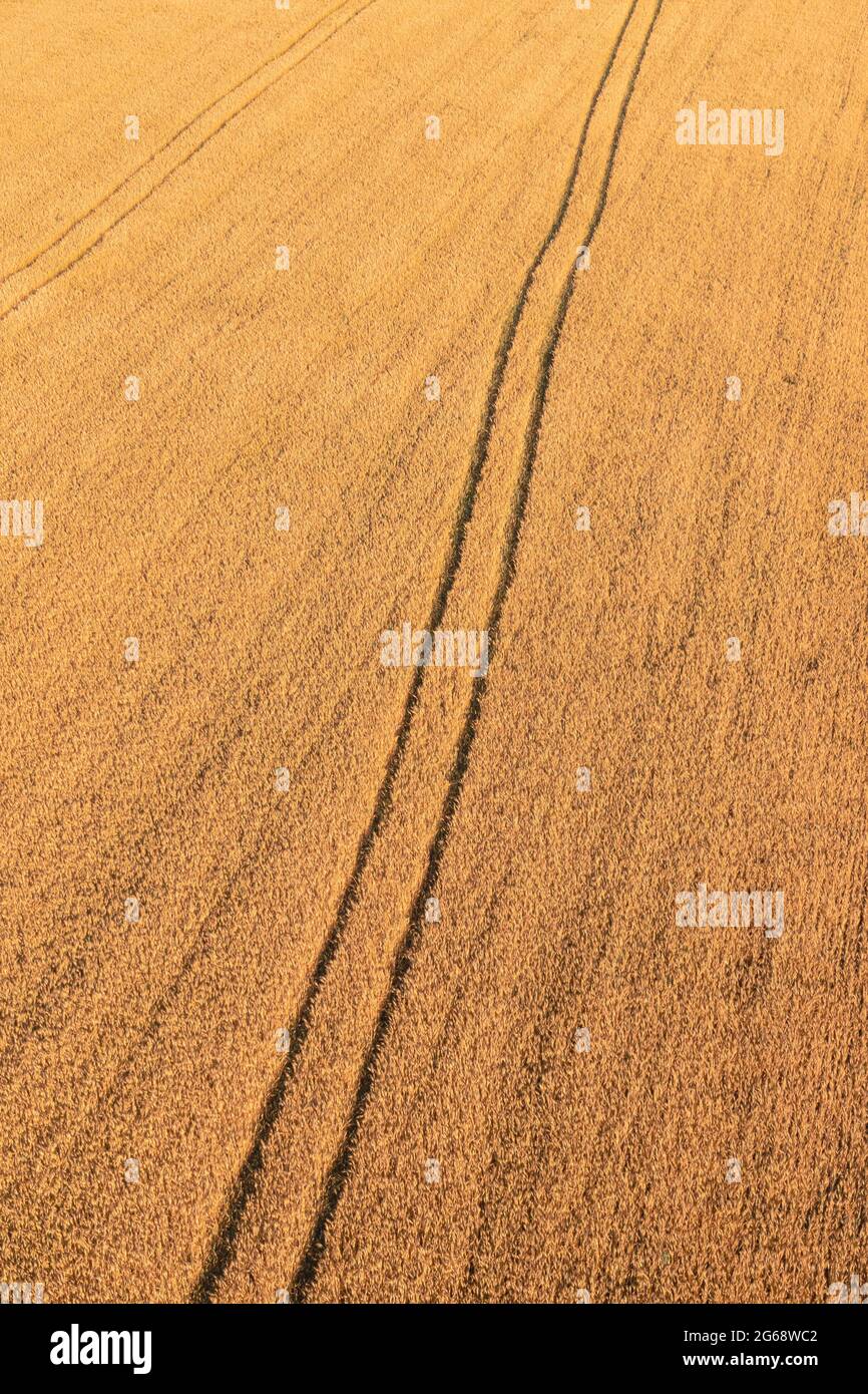 An elite wheat hi-res stock photography and images - Alamy