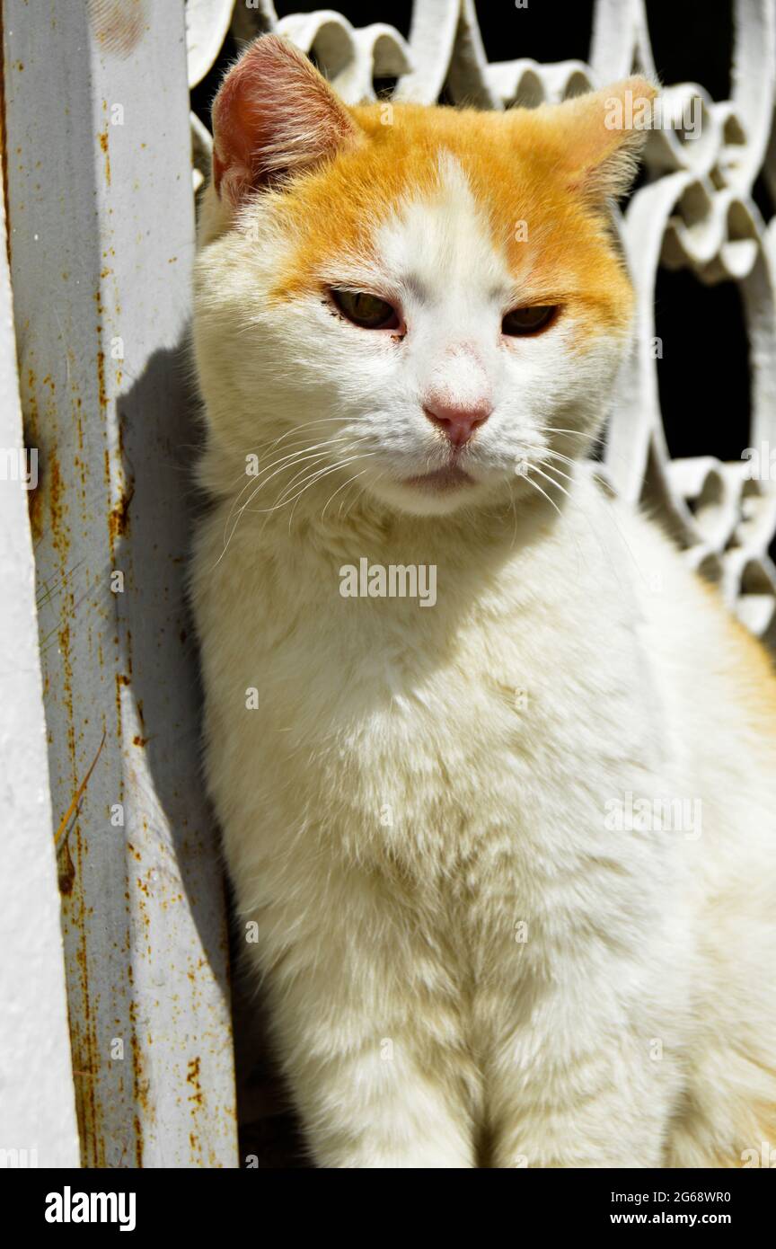 Comfortably and freely in the street browsing stray cats, yellow and ...
