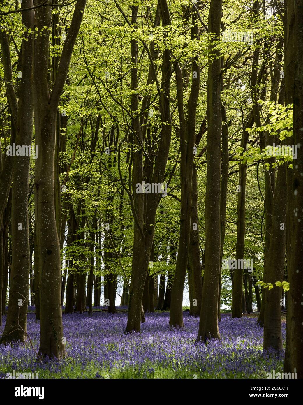Beautiful soft Spring light in bluebell woodland with vibrant colors ...