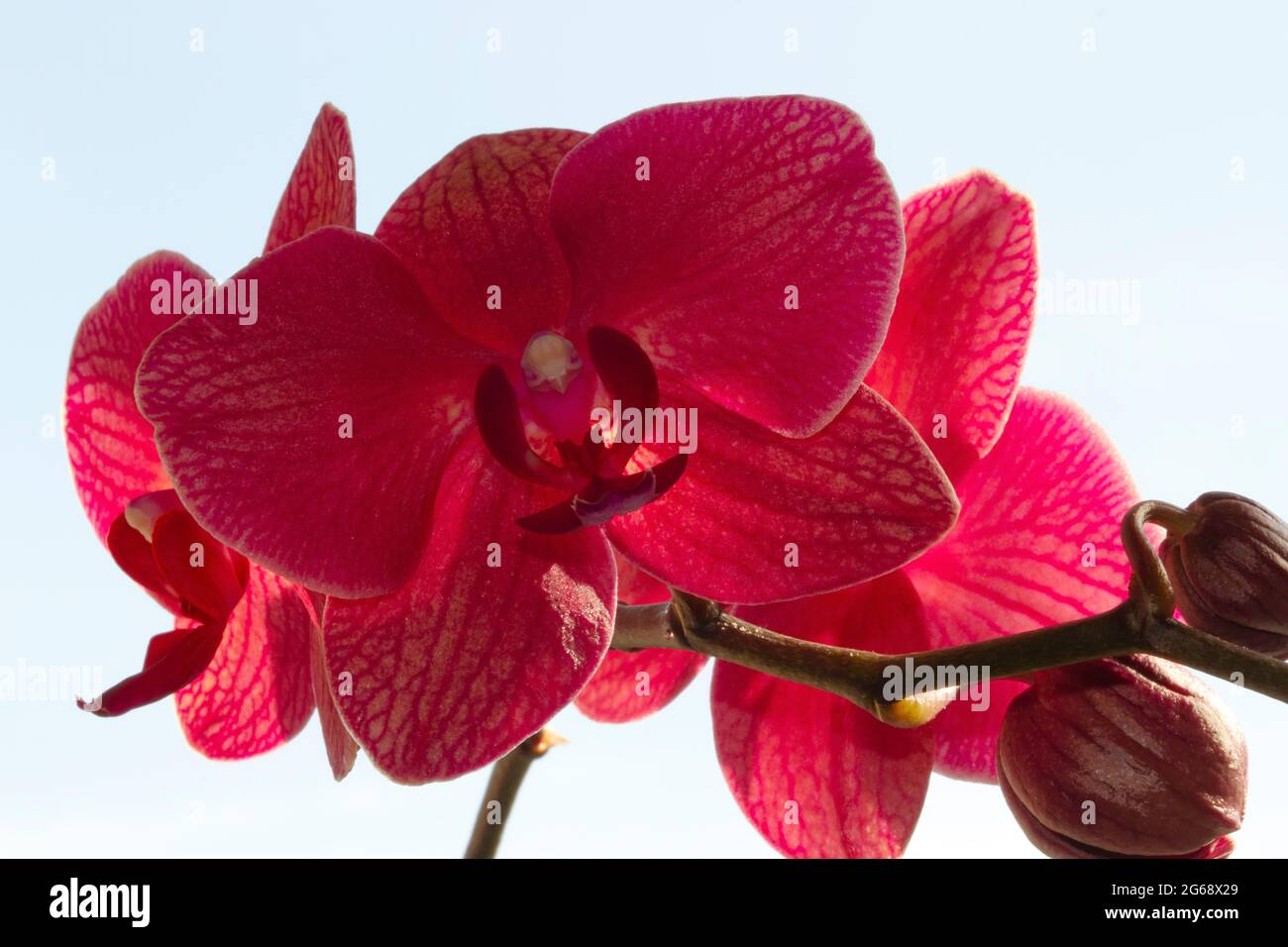 Moth Orchids are now common place in households around the world. Once ...