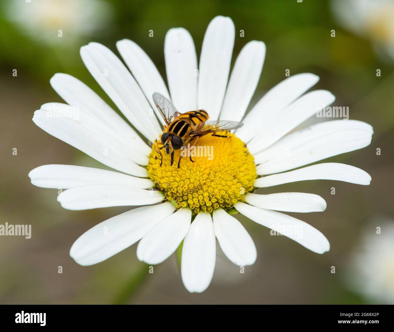 Insect uk sun hi-res stock photography and images - Alamy