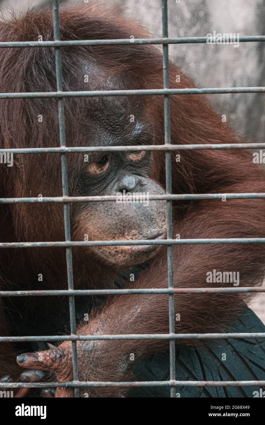 a monkey feeling loneliness and sadness behind jail. the eyes of a ...