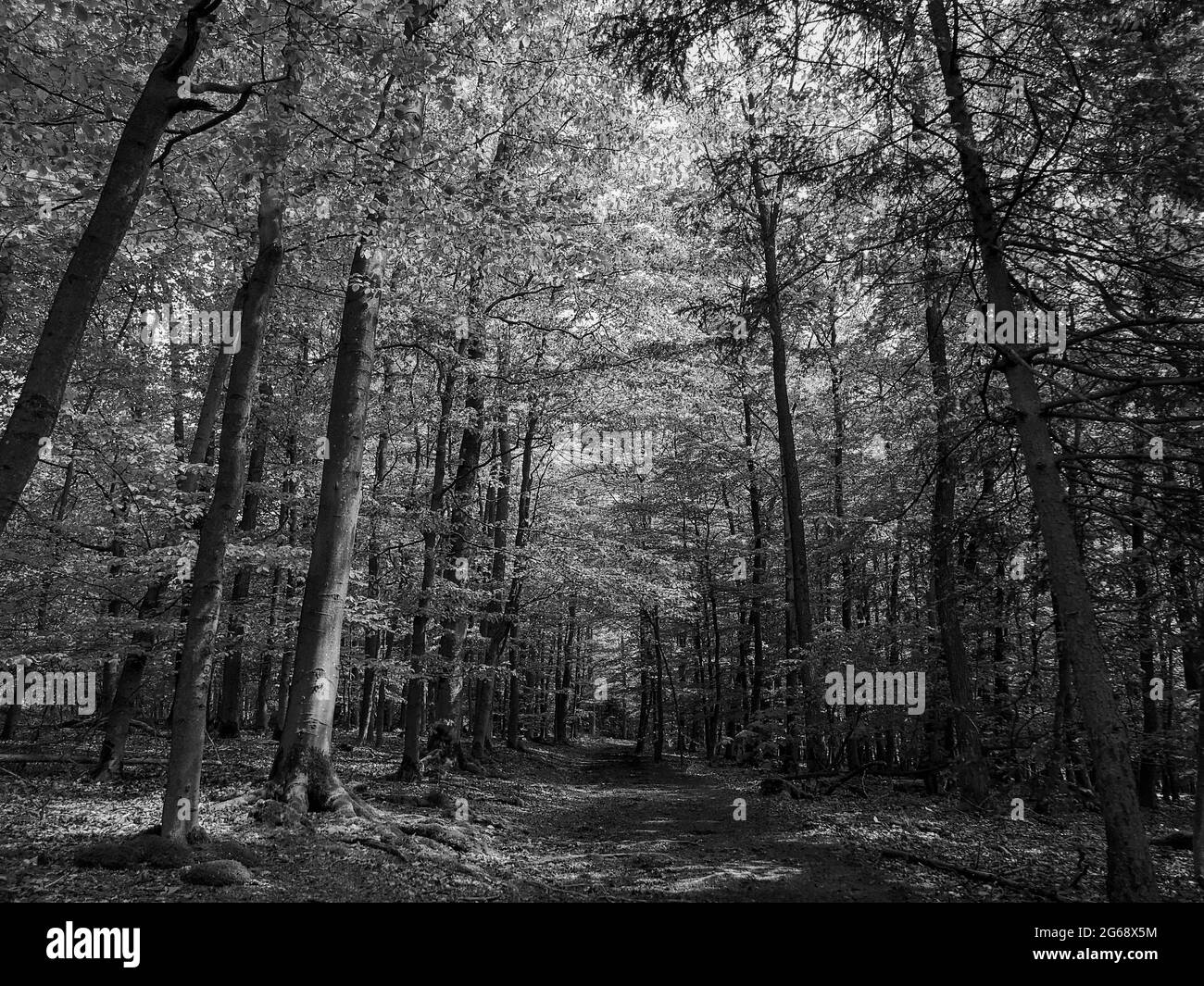 Forest photo Black and White Stock Photos & Images - Alamy