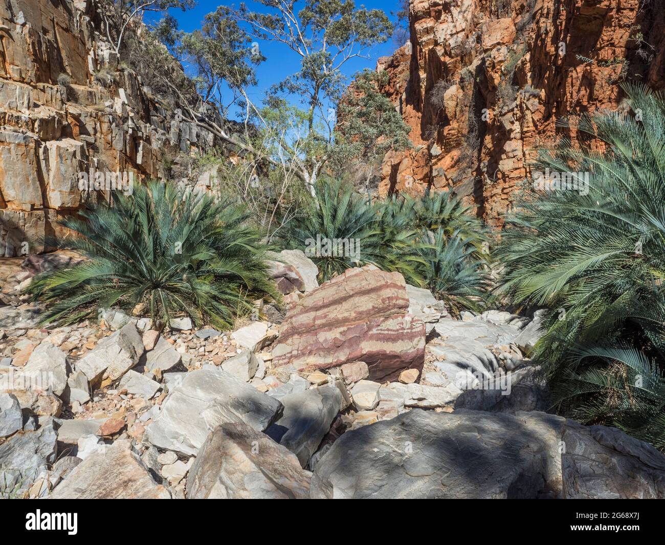 Macrozamia macdonnellii cycads, Inarlanga Pass, Larapinta Trail Section ...