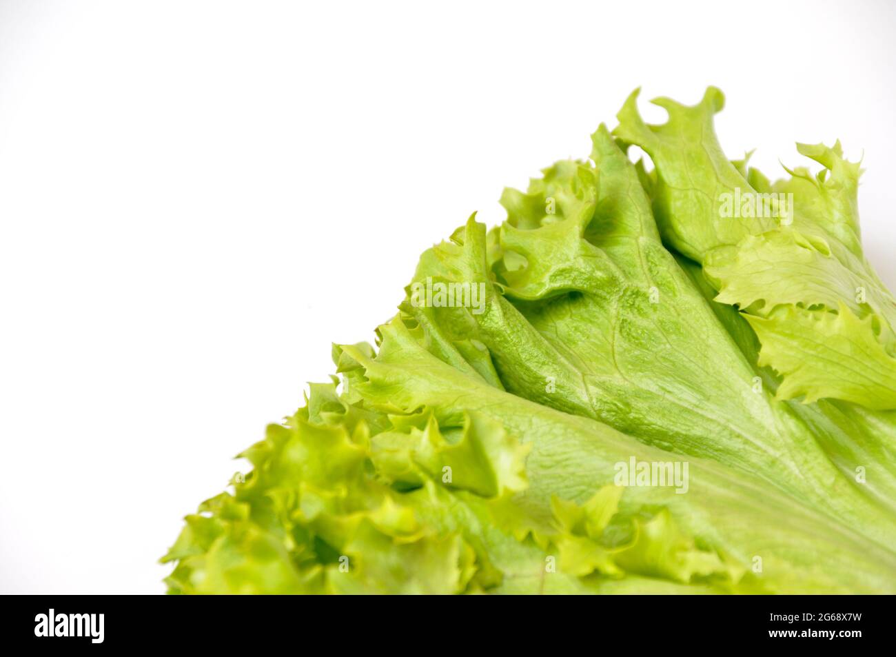 Fresh green tasty beautiful organic lettuce, bunch of green lettuce ...