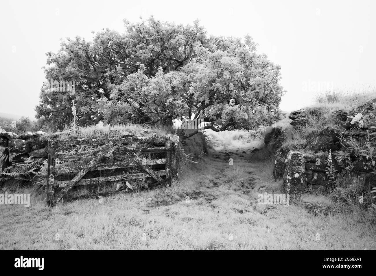 garrow farm on Bodmin Moor cornwall england uk Stock Photo - Alamy