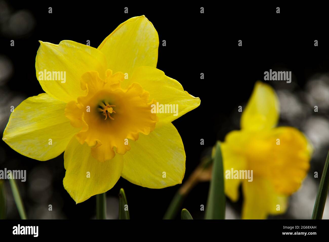 Fortune daffodil hi-res stock photography and images - Alamy
