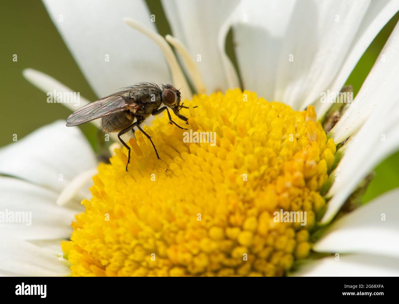Flora and fauna, tiger hi-res stock photography and images - Alamy