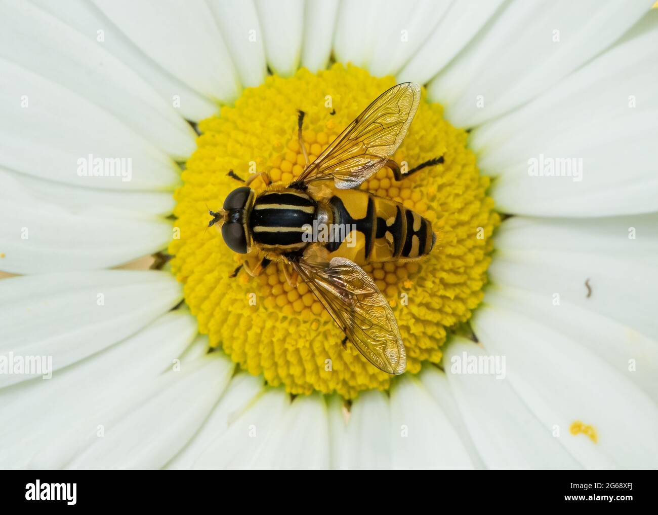 Insect uk sun hi-res stock photography and images - Alamy