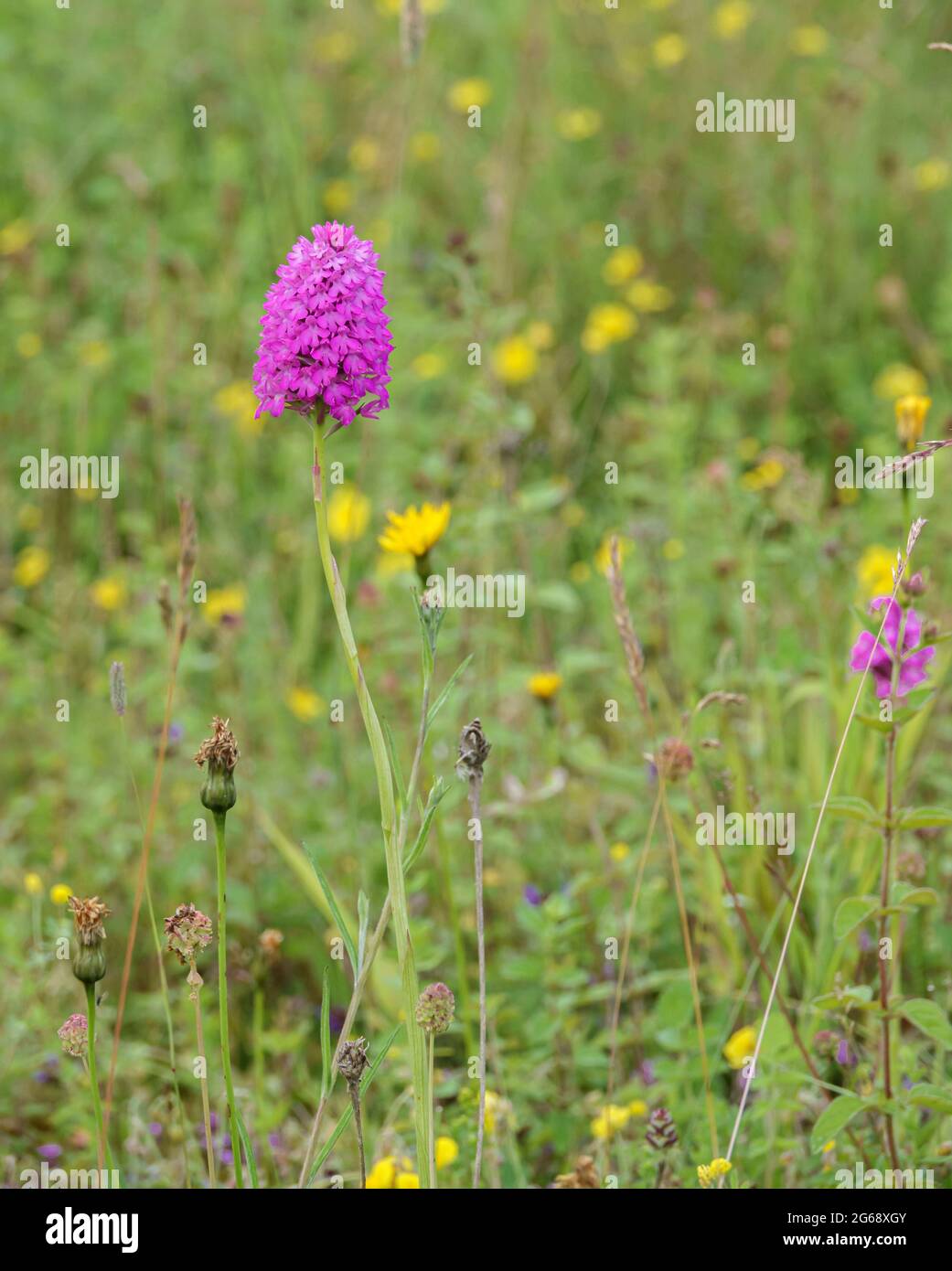 beautiful pink and purple pyramidal orchid (Anacamptis pyramidalis ...