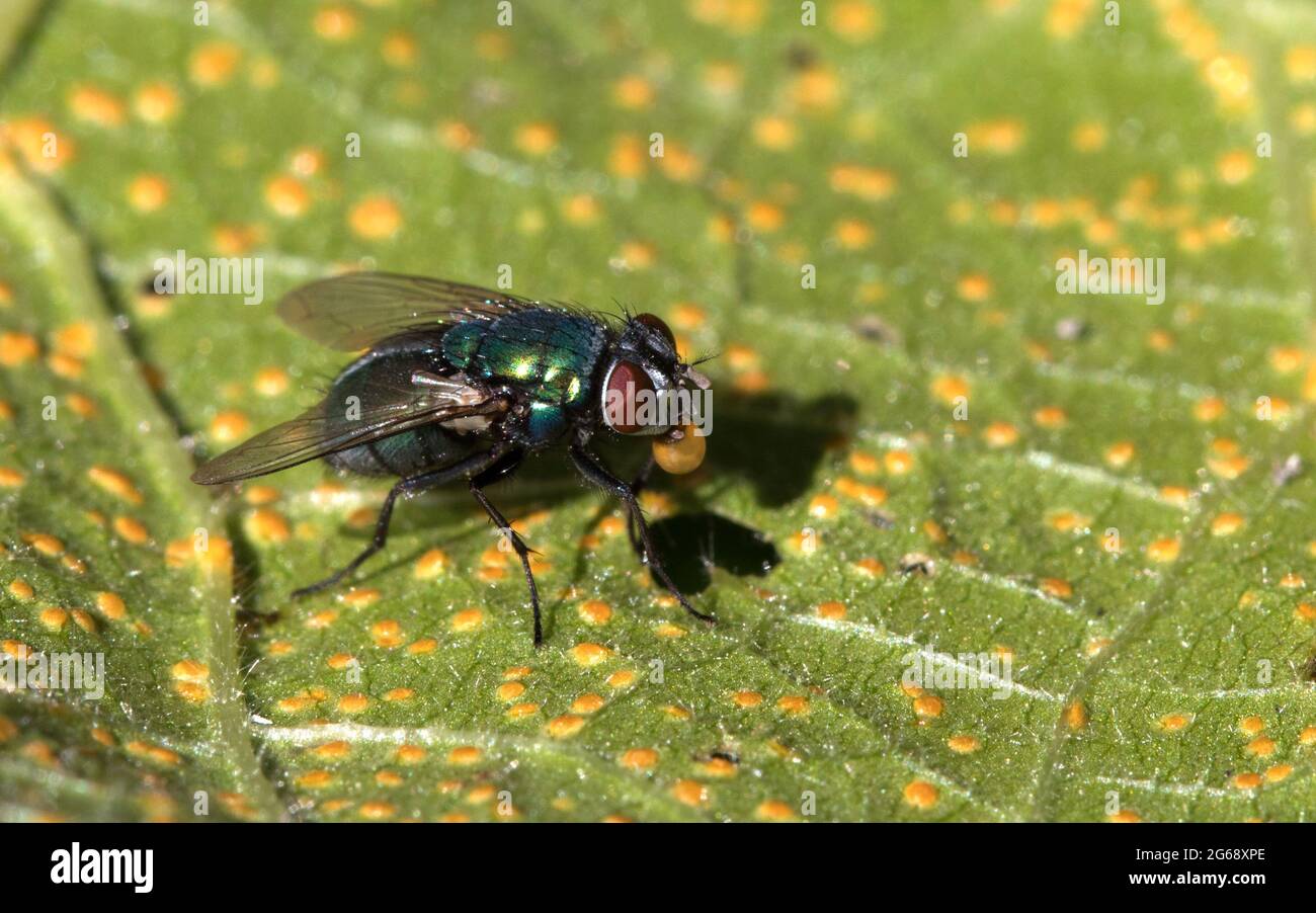 Bubble fly hi-res stock photography and images - Alamy