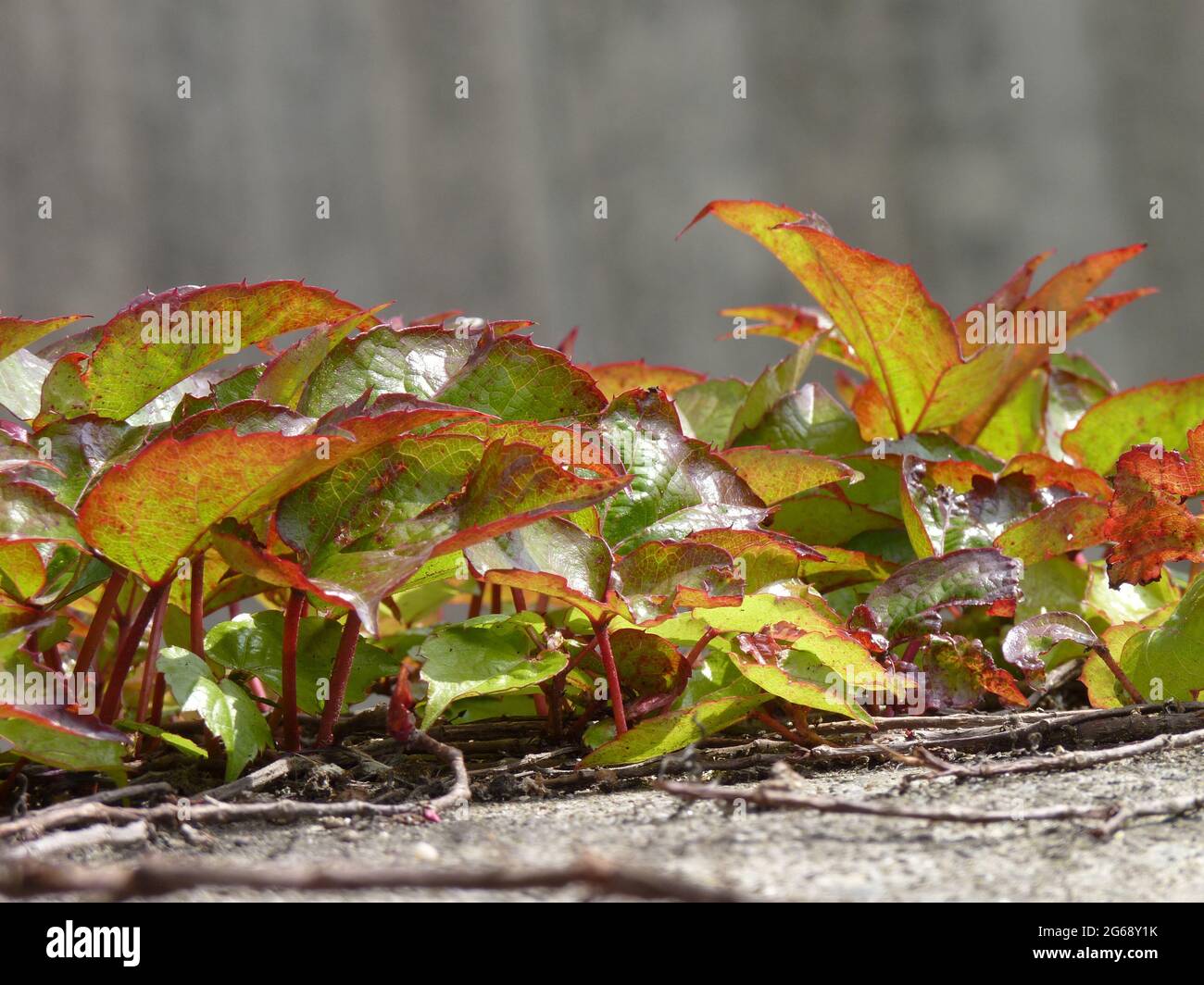 Vine leaves hi-res stock photography and images - Alamy