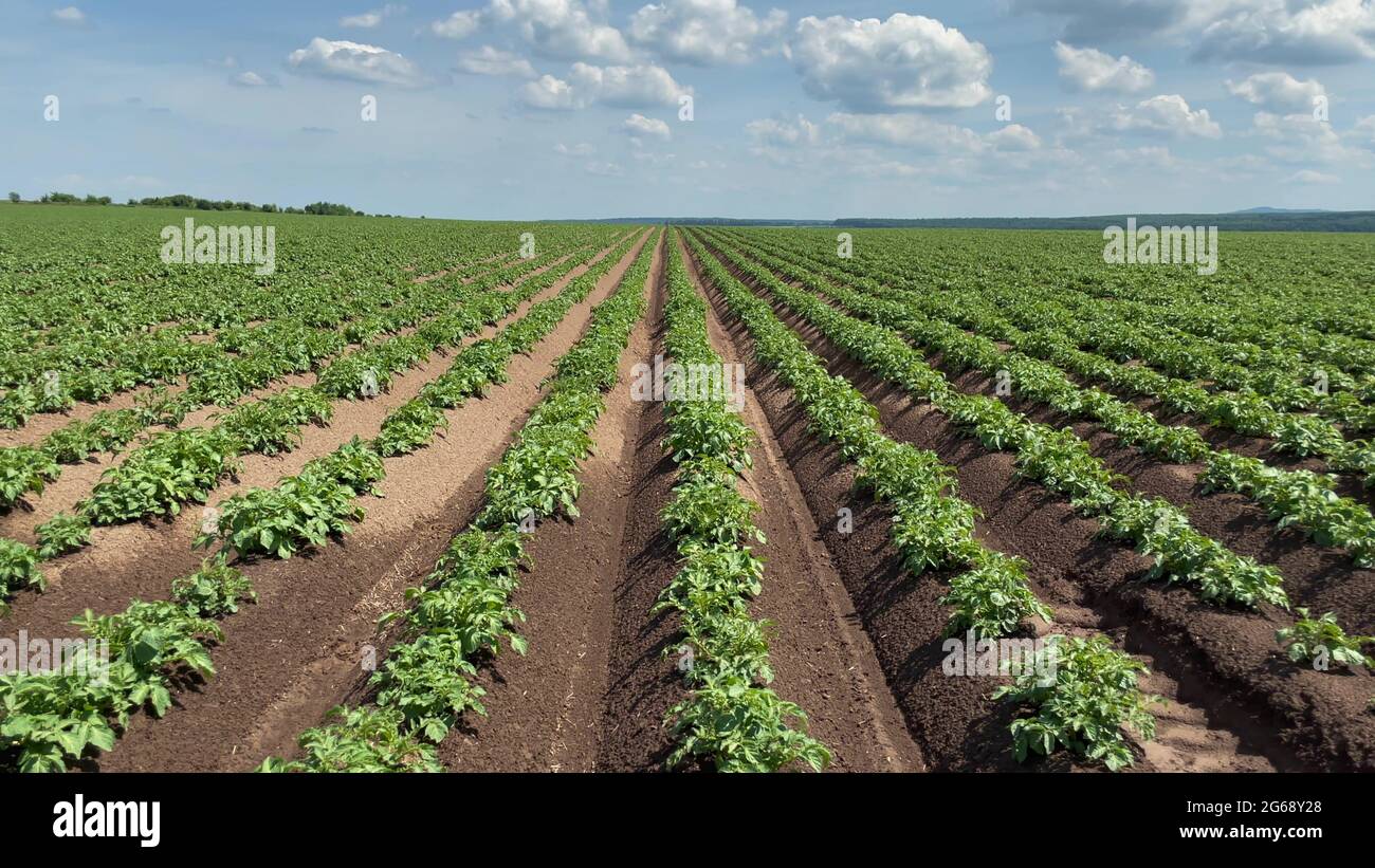 4K Aerial View. Green Field of Flowering Potatoes. Young Potatoes ...