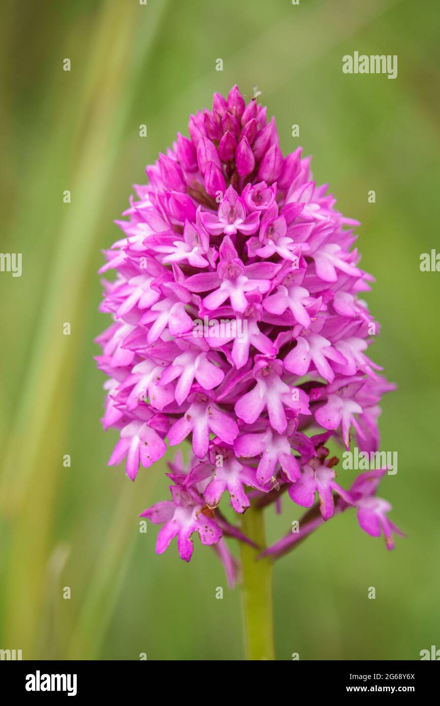 Orchid wild flower field uk flora hi-res stock photography and images ...