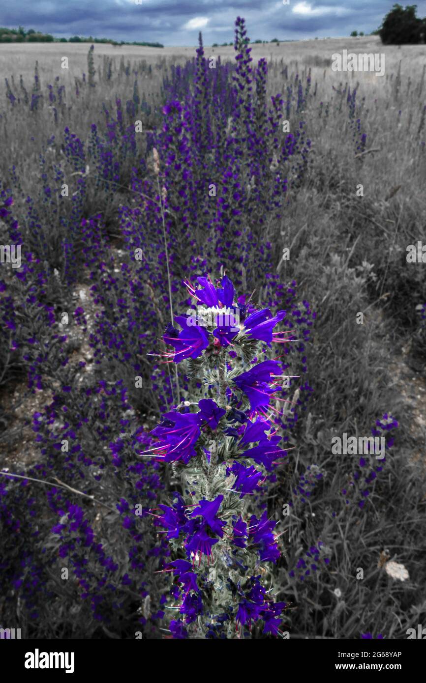 Vibrant blue Viper's-bugloss (Echium vulgare) also known as blueweed ...