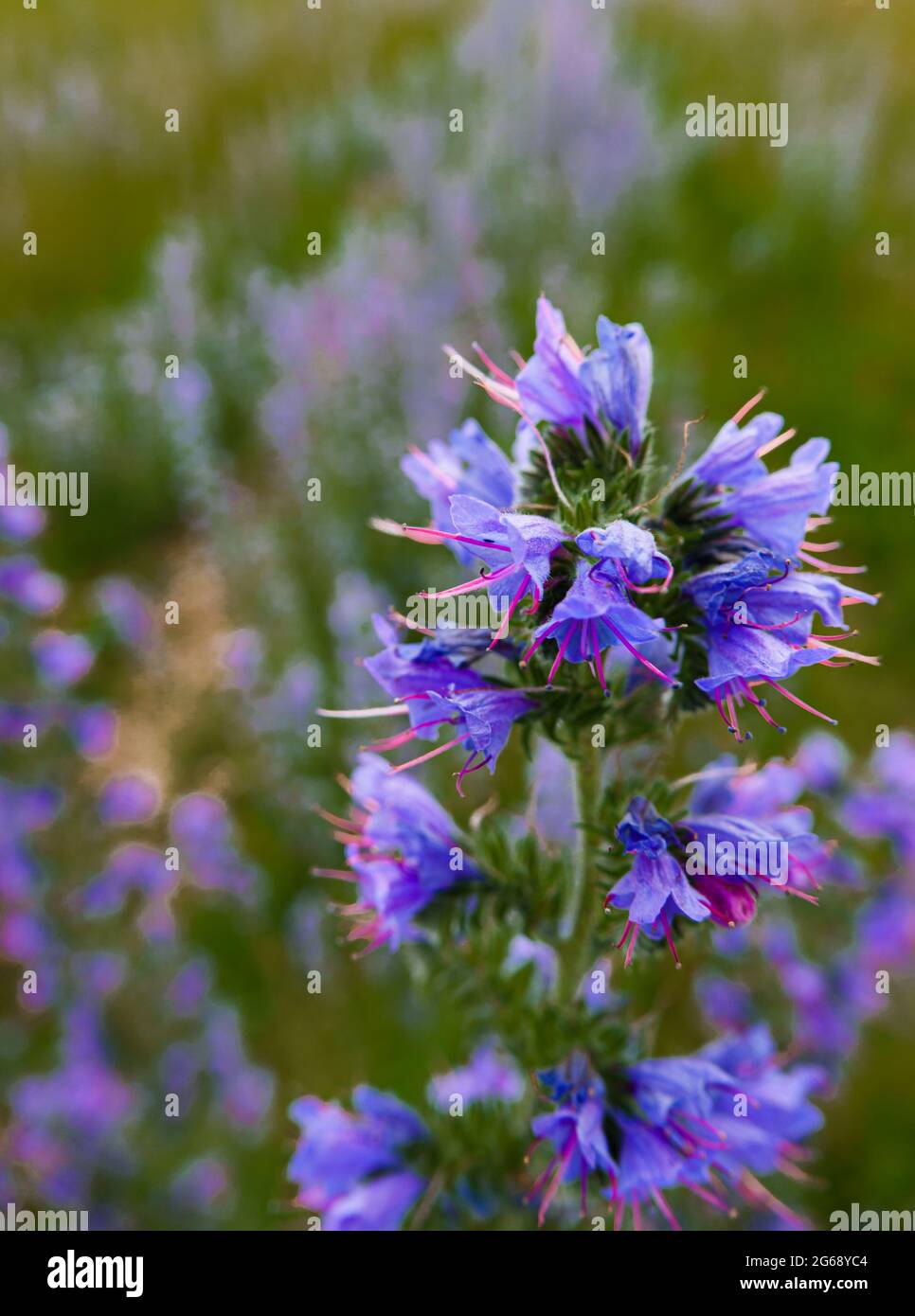 Vibrant blue Viper's-bugloss (Echium vulgare) also known as blueweed ...