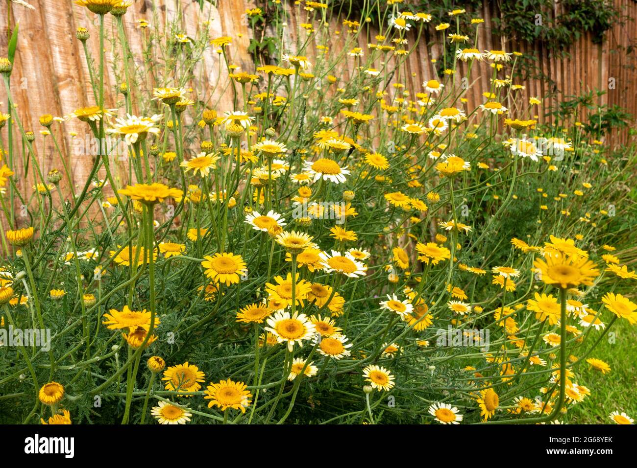 Close up view of yellow anthemis flowers in a garden Stock Photo - Alamy