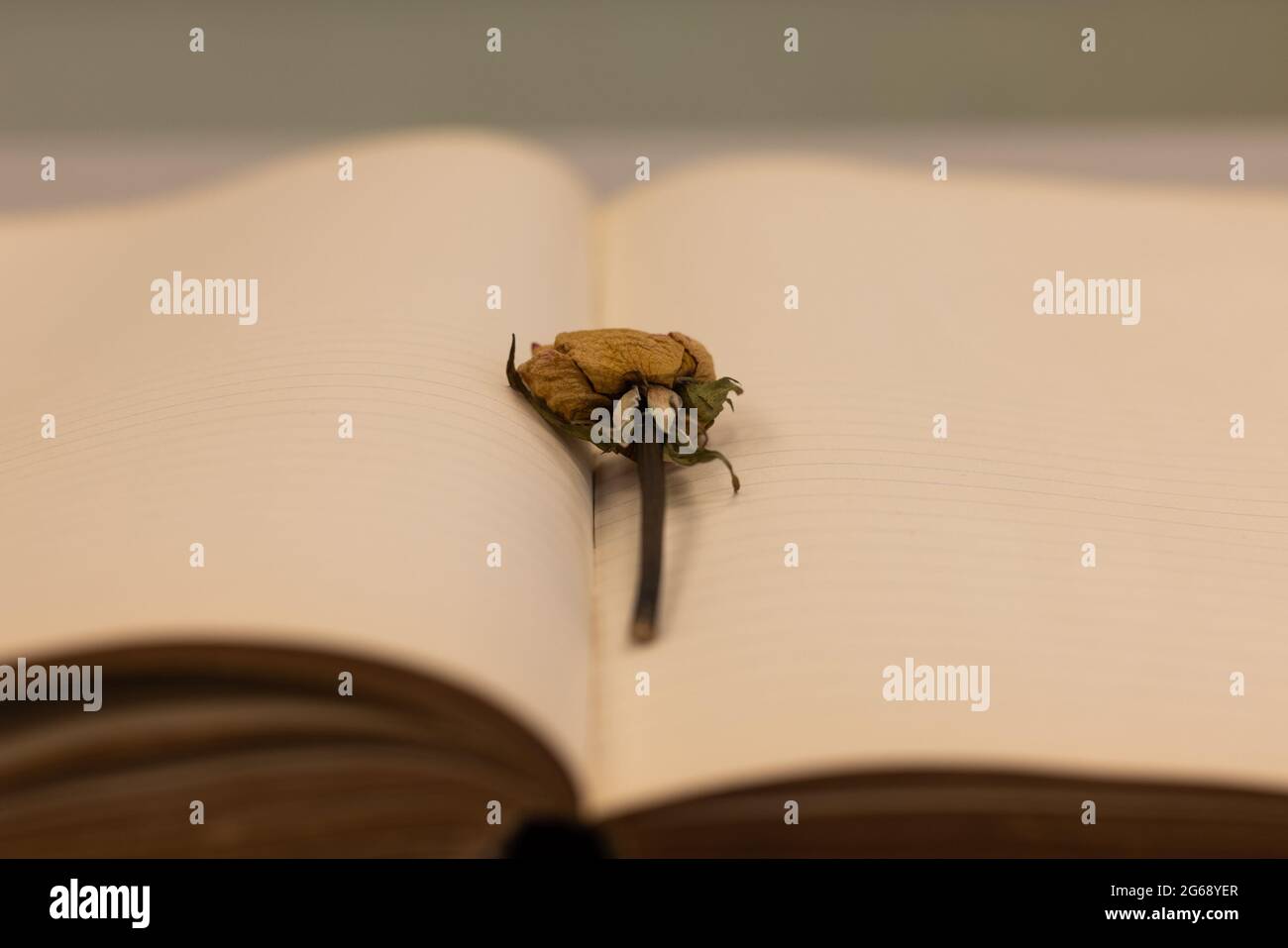 an old book with worm damage with a withered yellow rose flower Stock ...