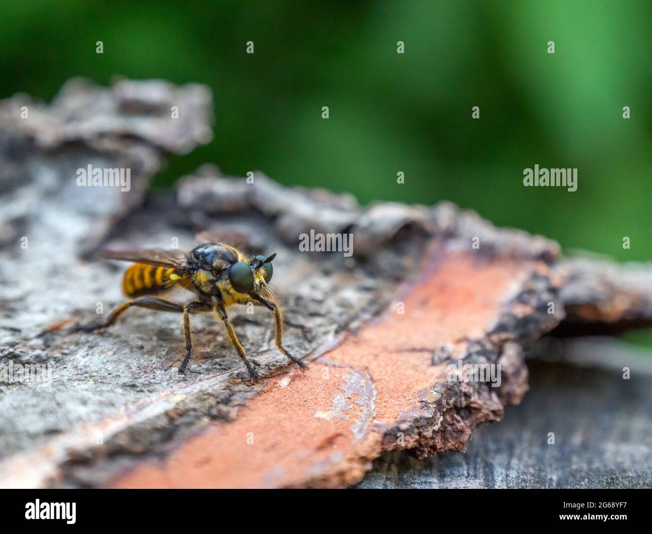 A close-up on the bark of a tree. A kind of fly Stock Photo - Alamy