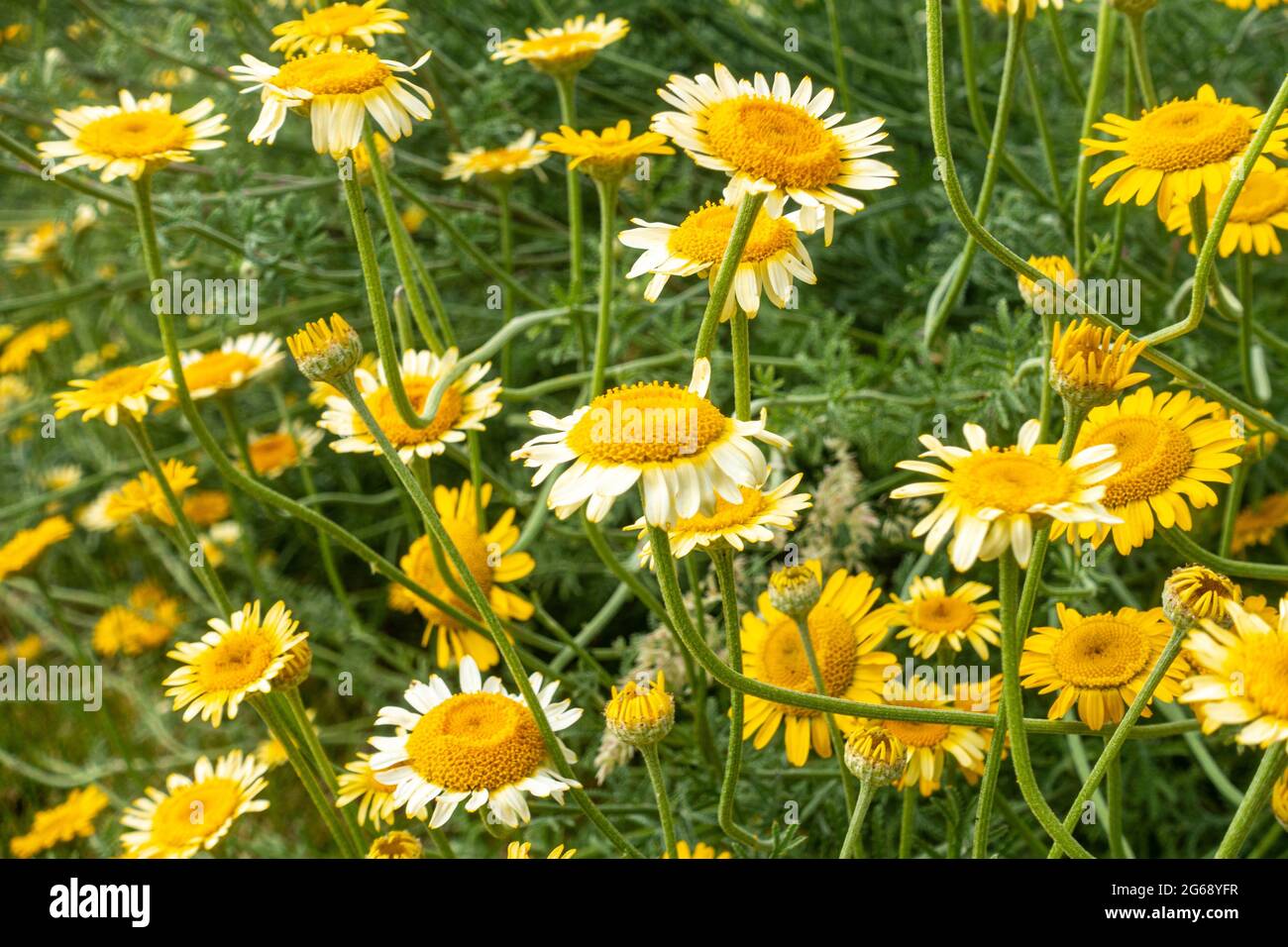 Anthemis garden flower hi-res stock photography and images - Alamy