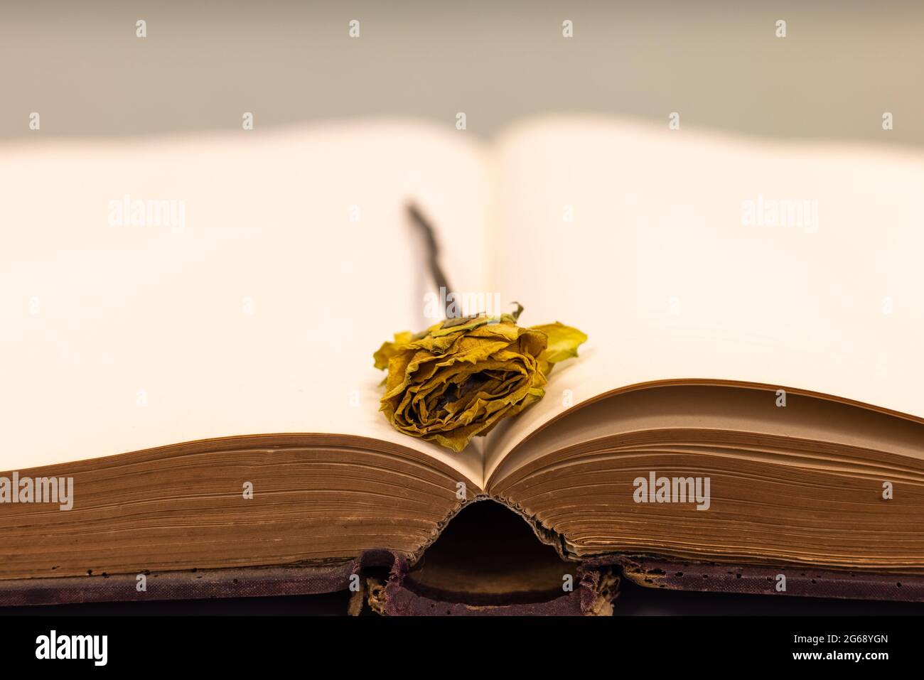 Worm damage hi-res stock photography and images - Alamy