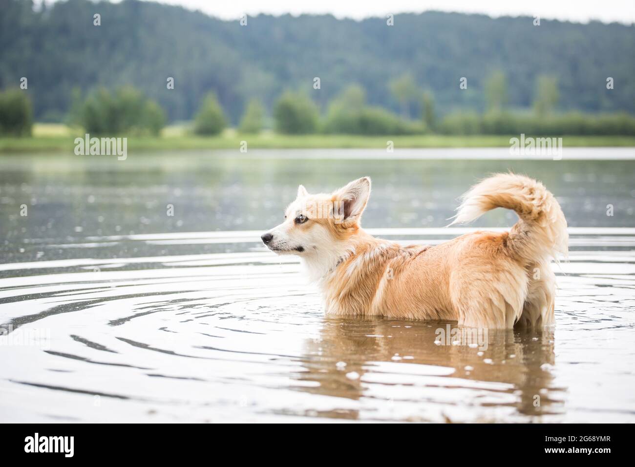 Welsh corgi water hi-res stock photography and images - Alamy
