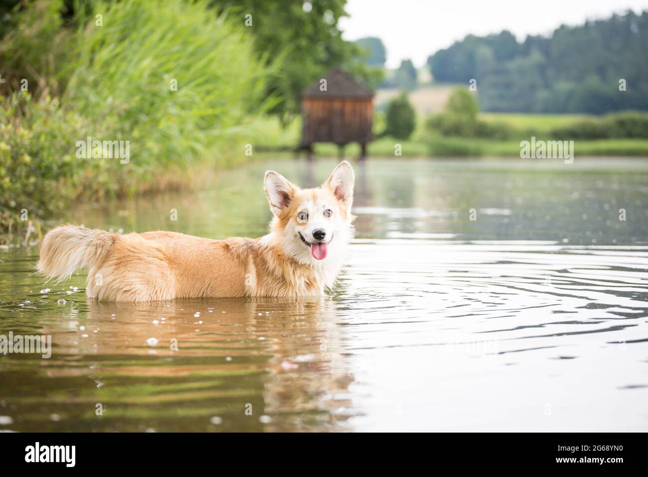 Corgi water hi-res stock photography and images - Alamy