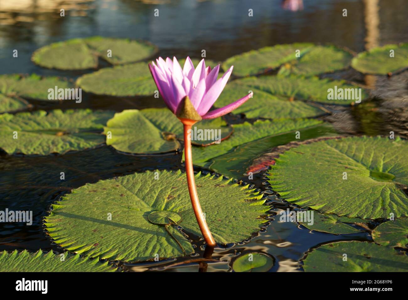Lotus Water Lily Stock Photo - Alamy