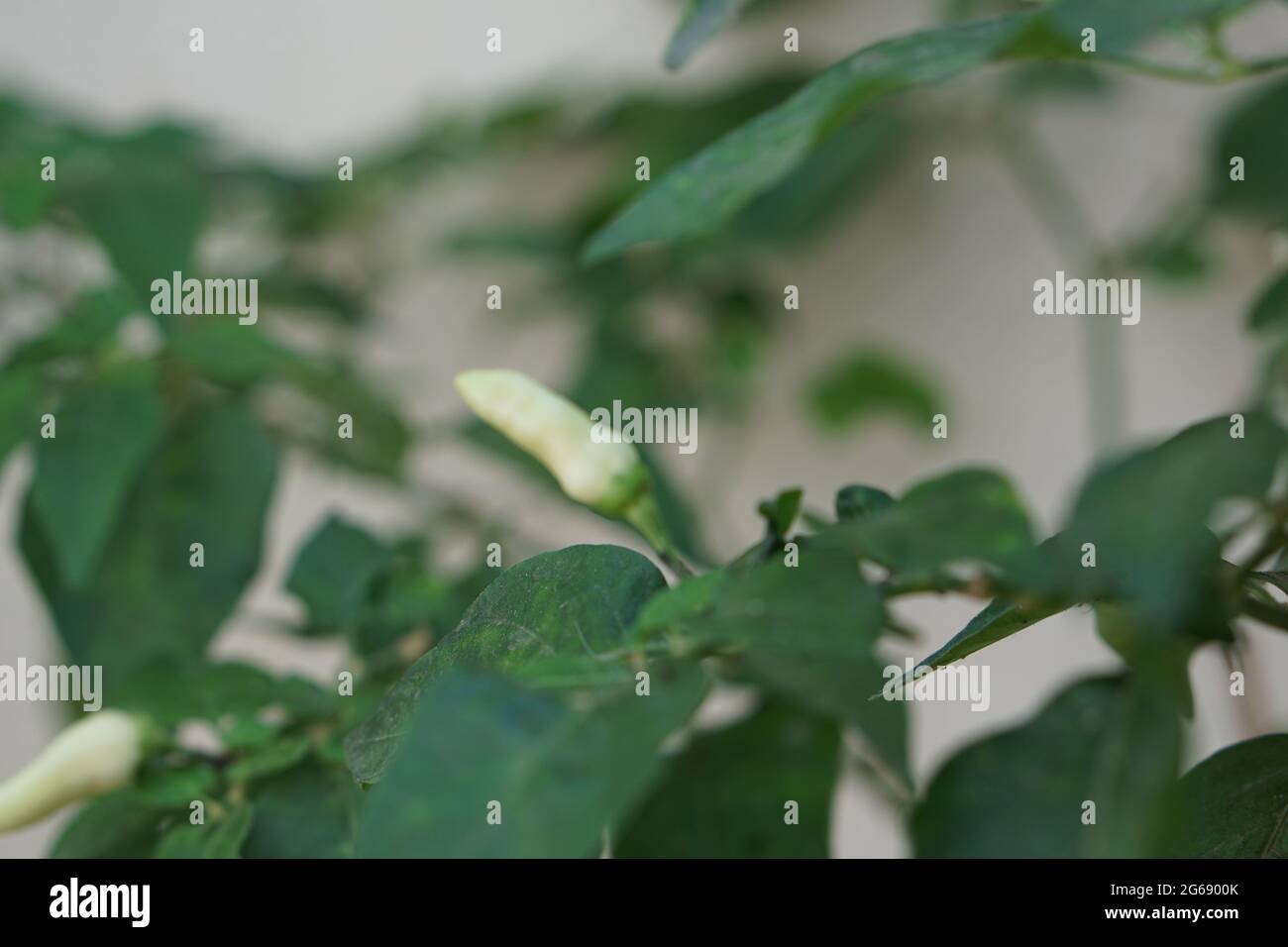 White chili - White pepper plant Stock Photo - Alamy