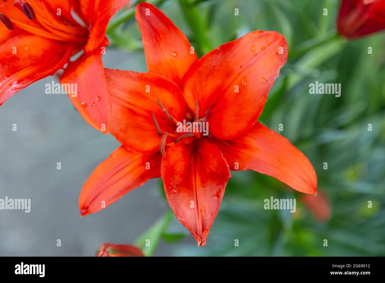 a red lily blooming in the front garden Stock Photo - Alamy