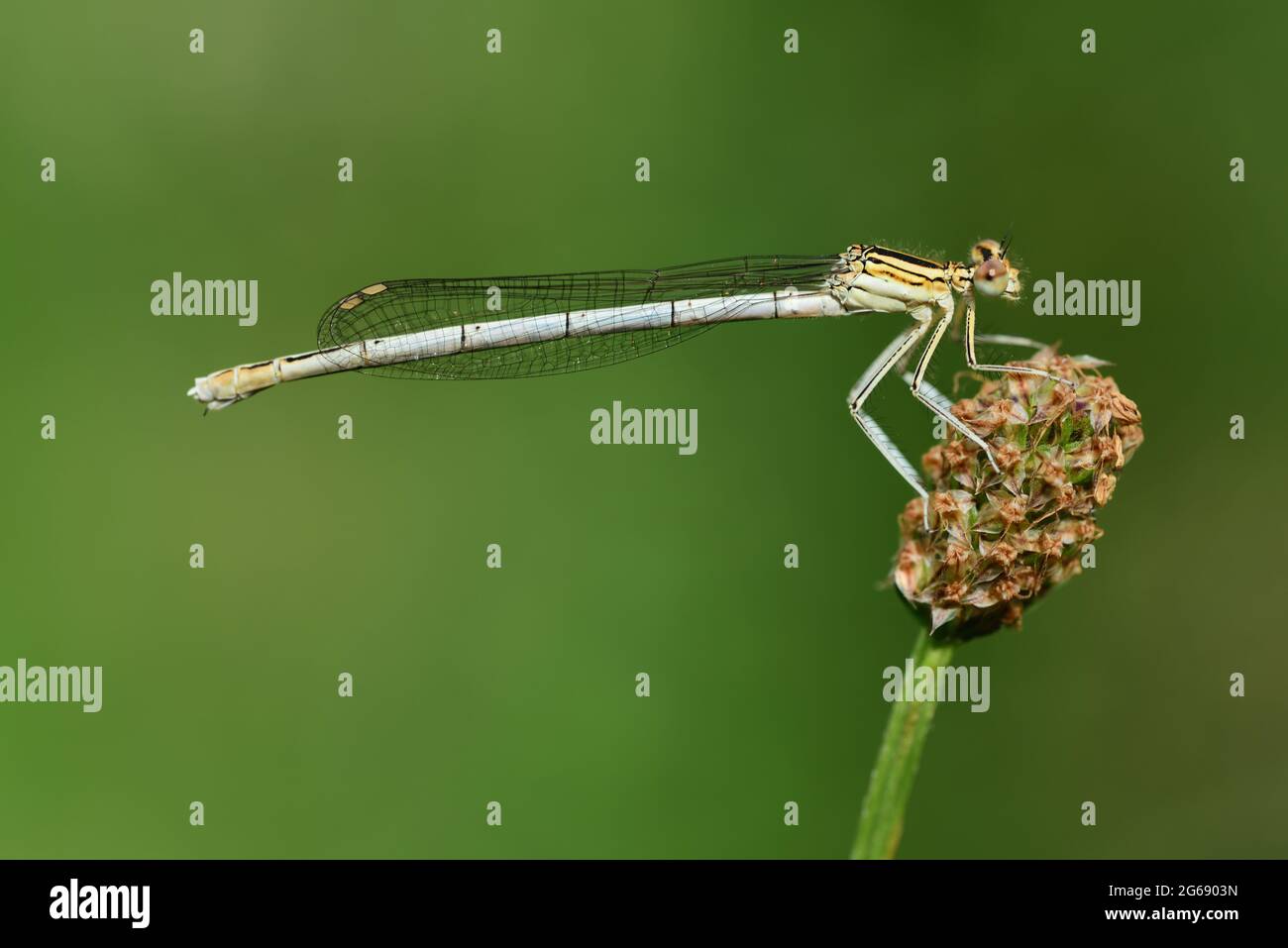 Dragonfly front and side view hi-res stock photography and images - Alamy