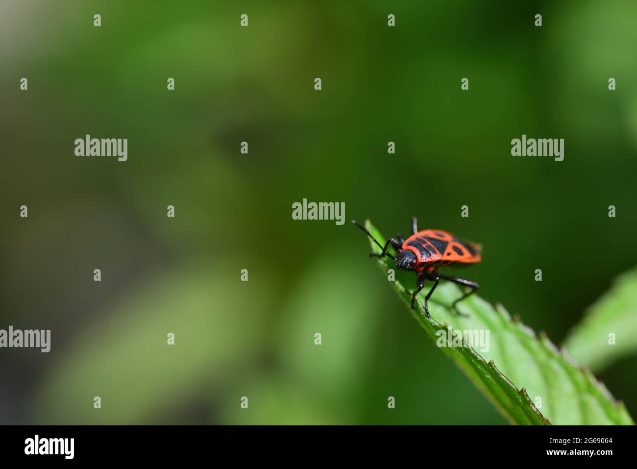 Red and black bug hi-res stock photography and images - Alamy