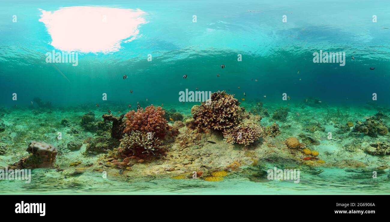 Sealife, Diving near a coral reef. Beautiful colorful tropical fish on ...