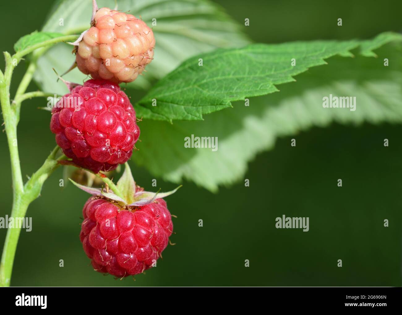 Fresh ripe and unripe raspberries grow on a raspberry bush against a ...