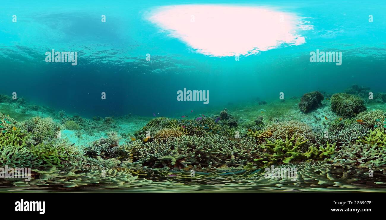 Tropical fishes and coral reef at diving. Underwater world with corals ...