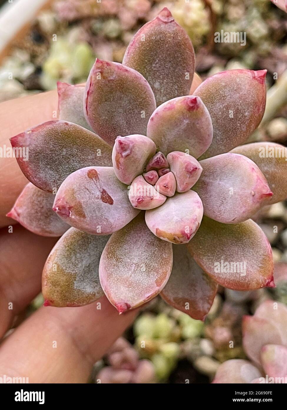 Graptosedum 'francesco baldi' flower hi-res stock photography and ...