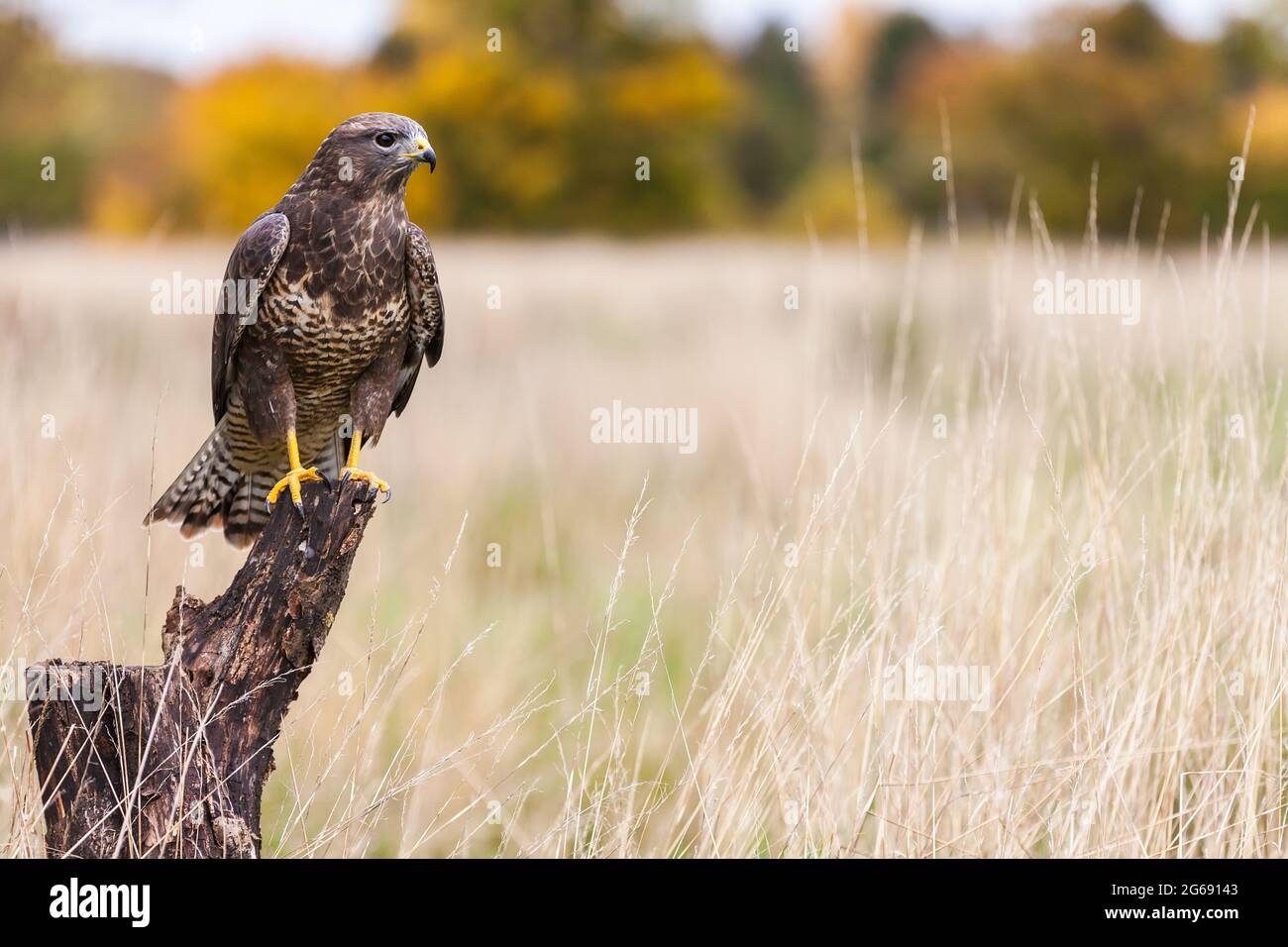 A wild buzzard sitting on an old tree branch in the countryside looking ...