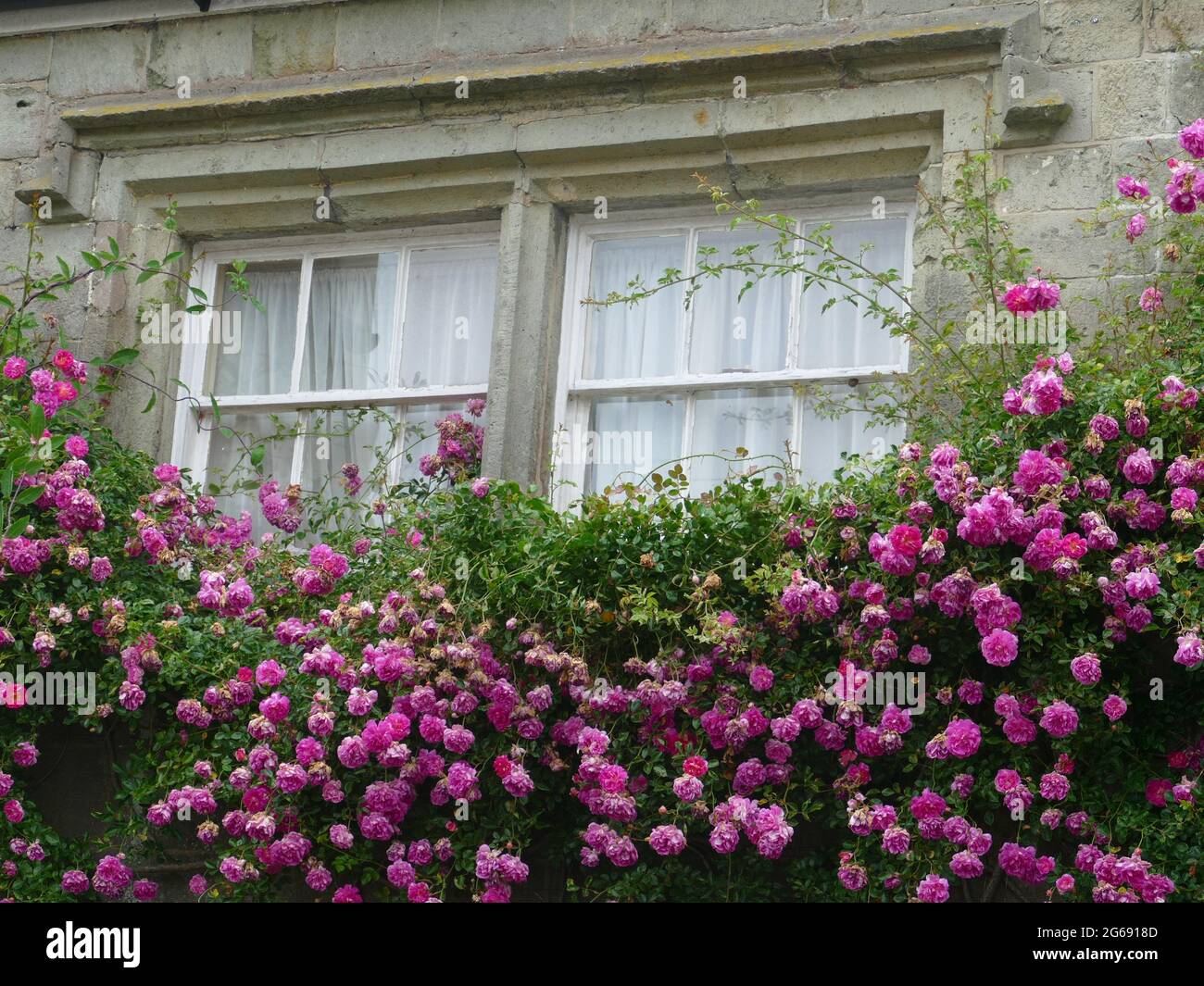 Roses around a window Stock Photo - Alamy